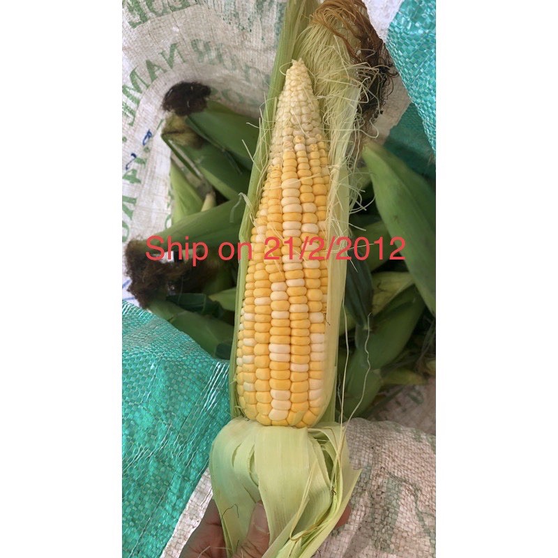 SPECIAL OFFER! 100% Cameron Sweet Corn buy 12pcs at RM21.50 | Shopee ...