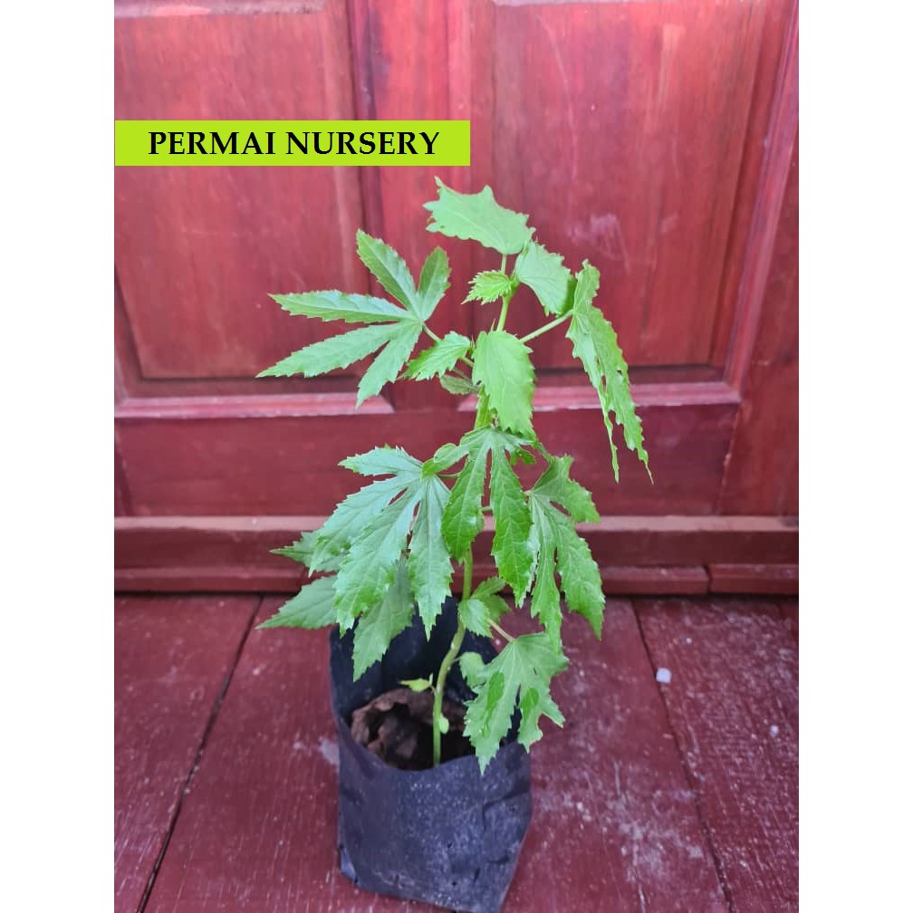 Kenaf ( hibiscus cannabinus ) / Pokok Bunga Raya Hutan | Shopee Malaysia