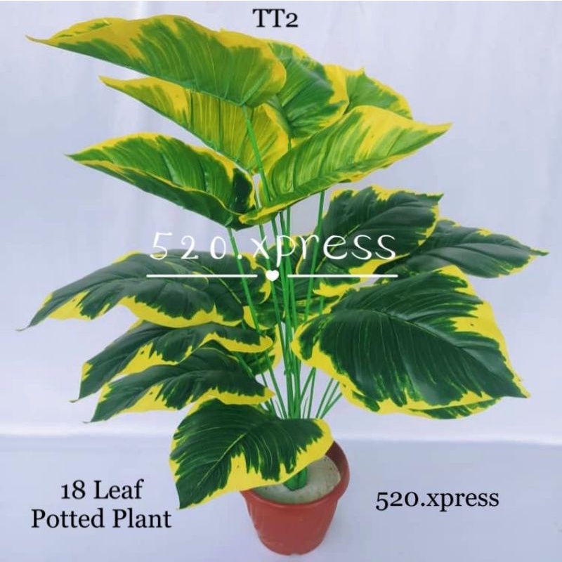 Pokok golden pothos daun 18 heads pasu 66cm pokok viral rumah hiasan ...
