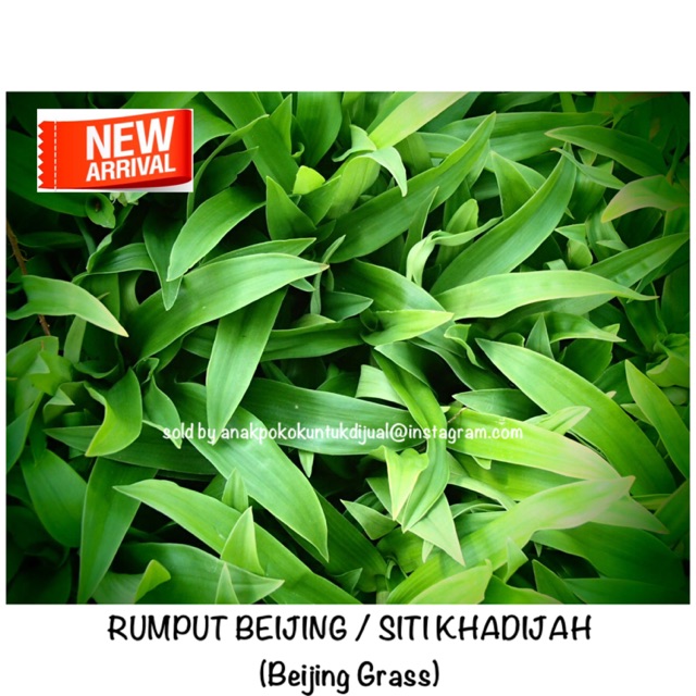 Anak pokok : Rumput Beijing / Siti Khadijah ( Beijing Grass) | Shopee ...