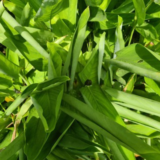 ANAK POKOK UBI GARUT/UBI LARUT/UBI SAGU(HIJAU/BATIK) | Shopee Malaysia