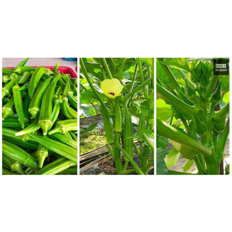 Pokok Bendi Sayuran. | Shopee Malaysia