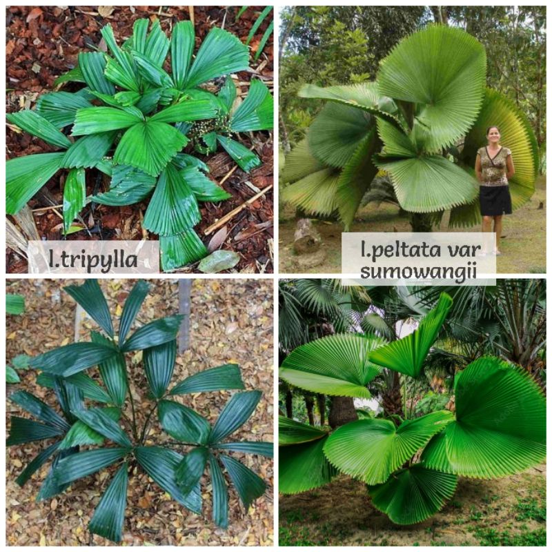 Pokok Palma Palm Licuala Triphylla Peltata Var sumawongii | Shopee Malaysia
