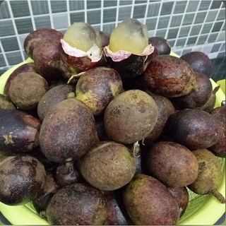 Anak pokok MATOA/Longan Brazil/Buah KRISTAL | Shopee Malaysia