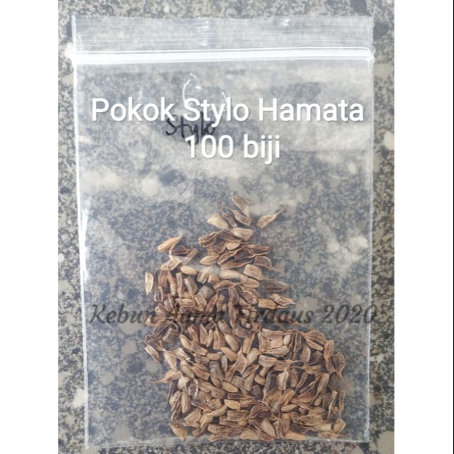 BIJI BENIH STYLO HAMATA JENIS KEKACANG 100 BIJI | Shopee Malaysia