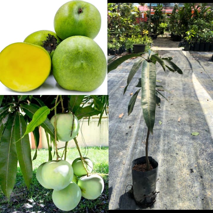 ANAK POKOK MANGGA EPAL. PAUH EPAL DALAM POLIBEG | Shopee Malaysia