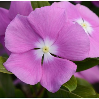 Vinca Valiant F1 Mix (100sds) Periwinkle Benih Vinca Flower Seeds ...