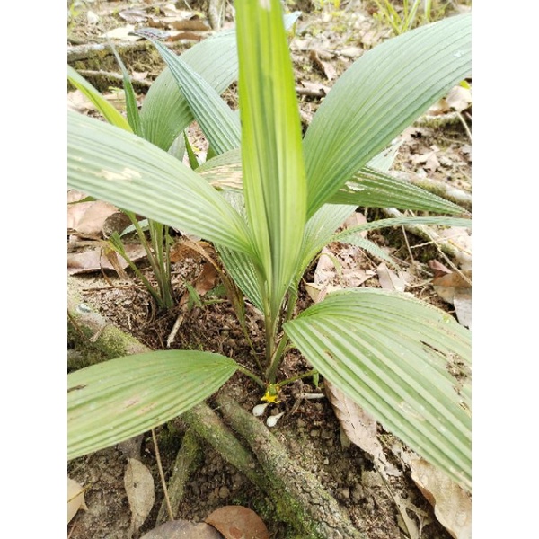 pokok lemba herba berkhasiat dan penawar, pokok pinang puyuh, pokok ...