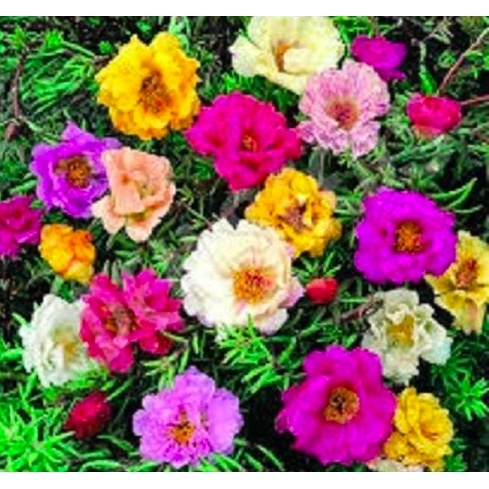 Portulaca Daylight mix seed /Carnation Japanese Moss Rose/Biji Benih ...