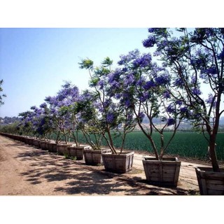 pokok bunga lawa warna ungu jacaranda mimosifolia [anak pokok] | Shopee ...