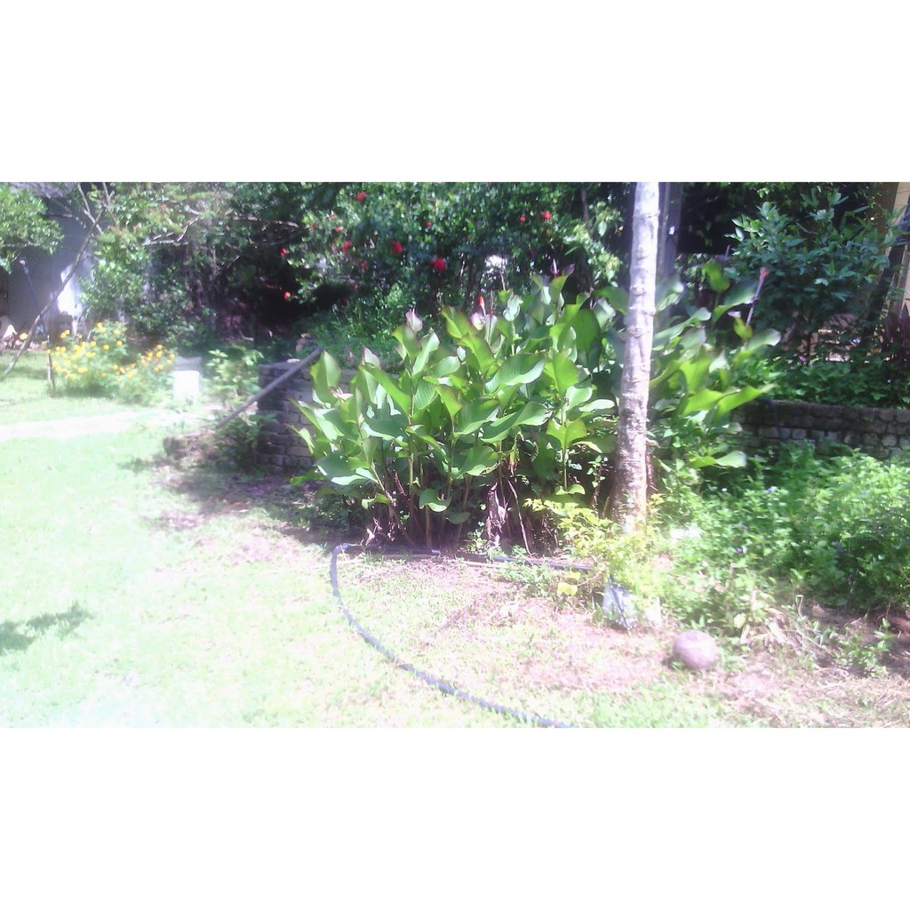 BENIH POKOK SAGU LARUT | Shopee Malaysia