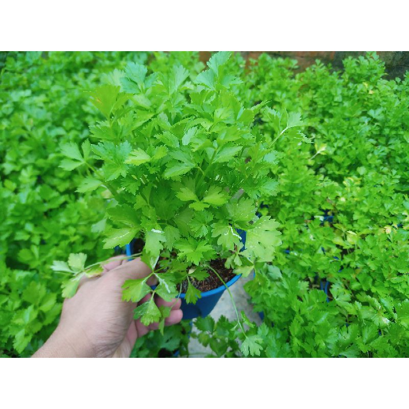 Anak Pokok Daun Sup Celery Leaves Live Plant Pokok Herba Live Plant ...