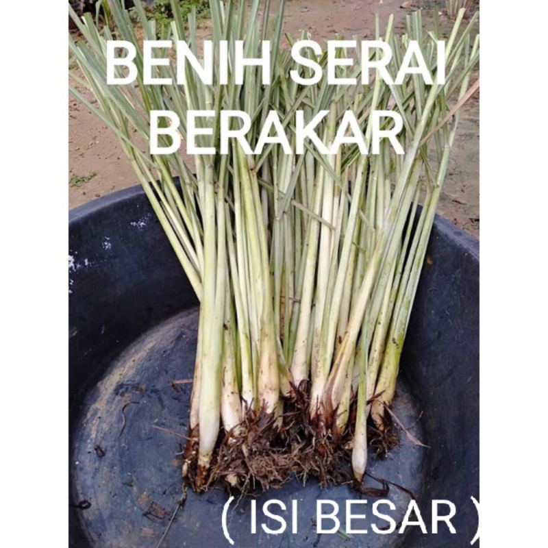 BENIH SERAI BERAKAR SESUAI UNTUK TANAM DAN MAKAN TERUS FRESH / POKOK ...
