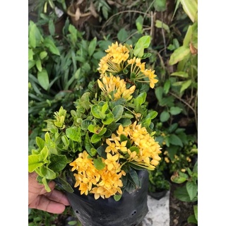 Pokok Bunga Ixora kuning Dwarf Yellow Ixora Real plant | Shopee Malaysia
