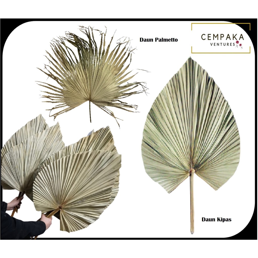 Daun Kipas Kering (BORONG RM7) Pampas Daun Palma untuk pelamin dan ...