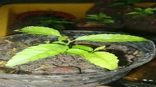 Anak Pokok Buah Rokam/buah jerok masam masam manis(Buah tidak dijerok ...