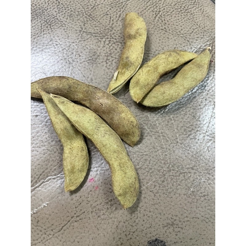 6 pods benih Edamame Heirloom, tumbuhan ini asal dr Japan tp sesuai ...