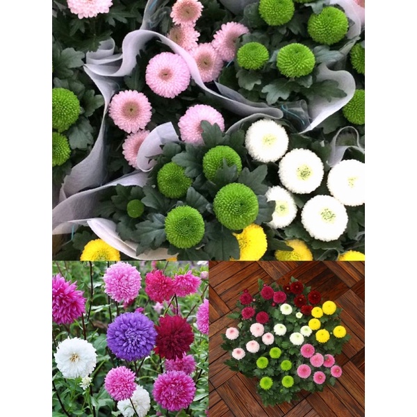 【Ready Stock】Bernih Bunga Ping Pong Aster Flower Seed Ping Pong Aster ...