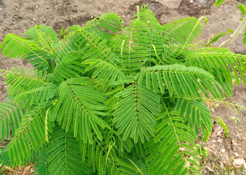 Anak Pokok Petai Siam Cha Om/Petai Siam | Shopee Malaysia