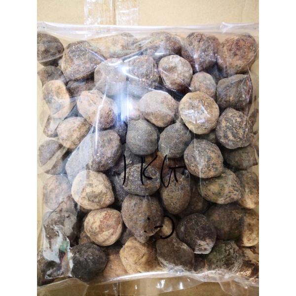 Buah Keras Berkulit / Candlenut with shell ( Bulk Order Available ...