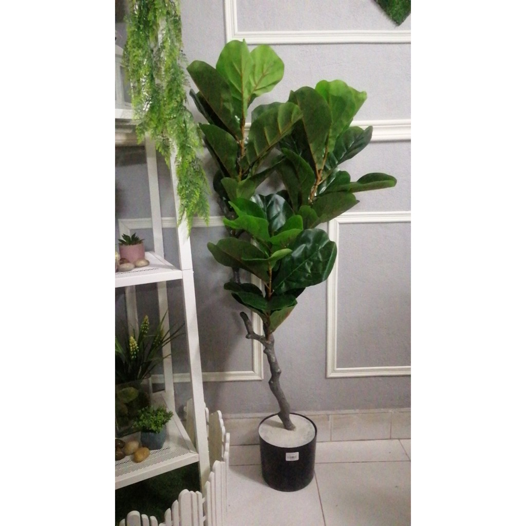 Fiddle Fig Plant / Pokok KetapANG HOME DECORATION FICUS LYRATA PLANT ...