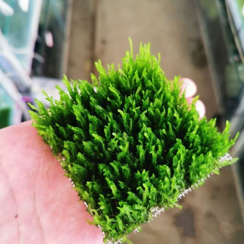 Flame moss,aquascape, terrarium, paludarium, plant,low tech | Shopee ...