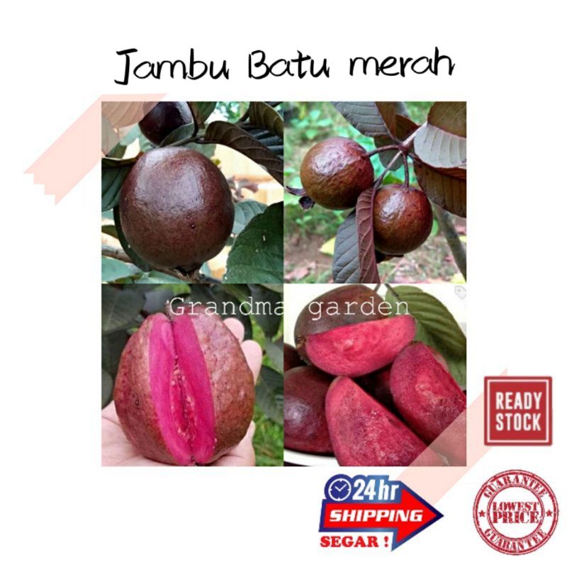 (GG real plant) jambu batu merah ^ cepat berbuah hybrid top premium ...