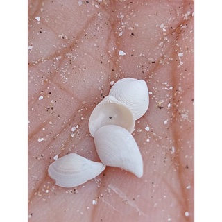 cengkerang siput / kerang sea shell 20pcs | Shopee Malaysia