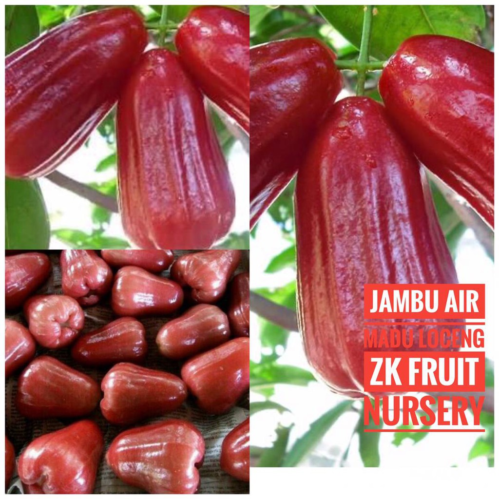 Anak Pokok Jambu Air Loceng | Shopee Malaysia