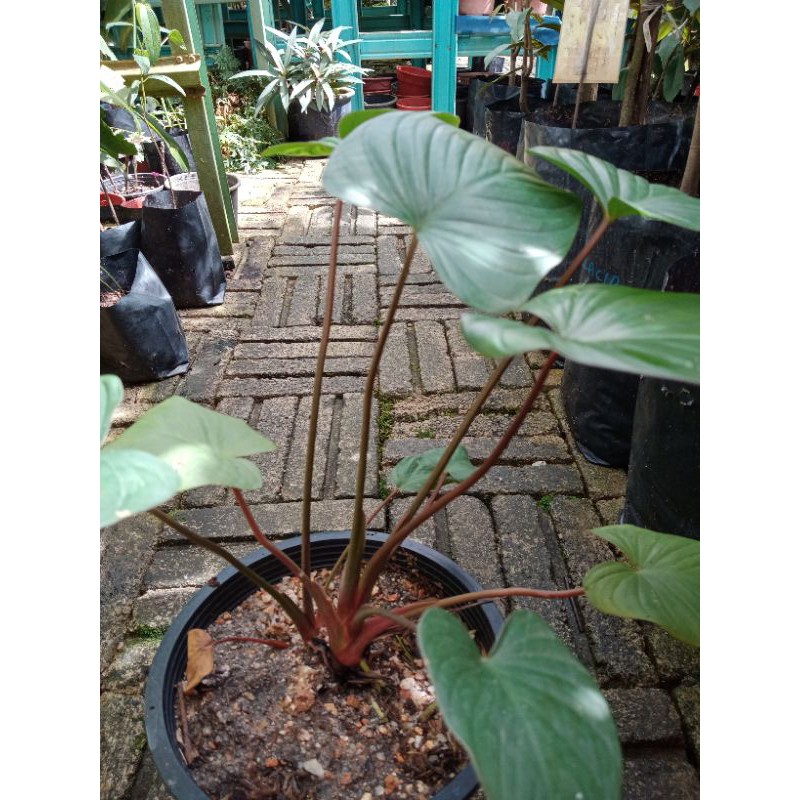 Pokok keladi kemoyang merah / hijau | Shopee Malaysia