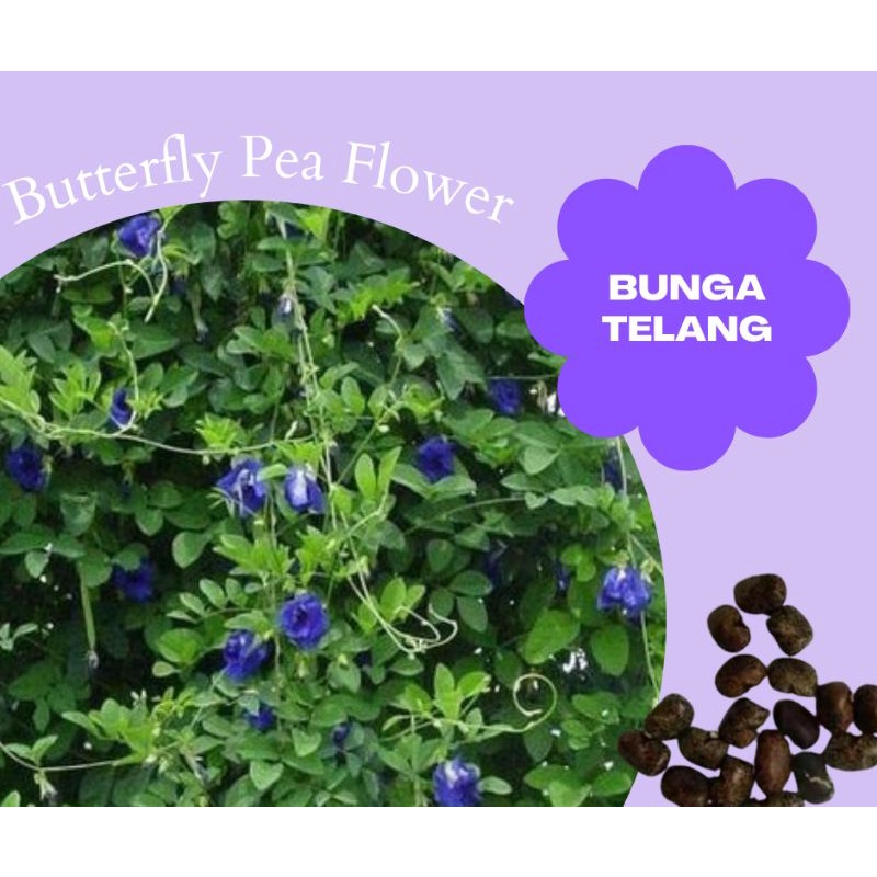 Biji Benih Bunga Telang /Butterfly Pea Flower/ Bunga Nasi Kerabu ...