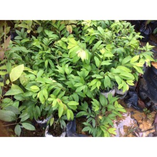 pokok buah katak puru(nam nam) | Shopee Malaysia