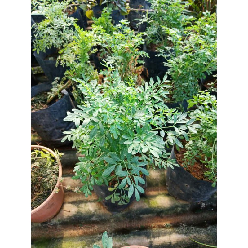 Pokok Ruta ( Garuda ) | Shopee Malaysia