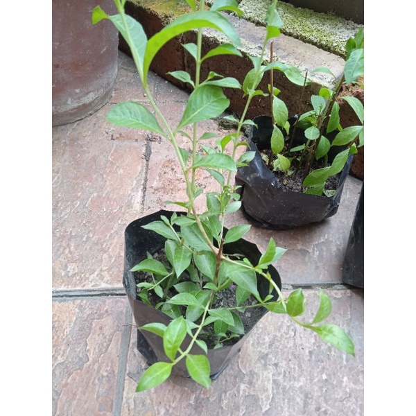 Anak pokok inai / henna lawsonia inermis / 指甲花树苗 | Shopee Malaysia