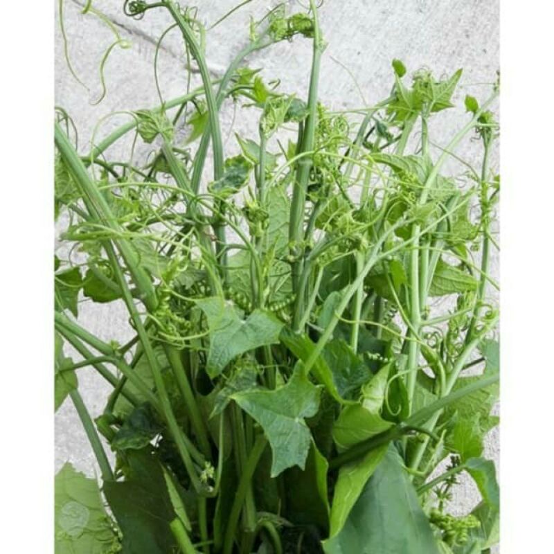 Pucuk Labu 200g (Potik Sogar) | Shopee Malaysia