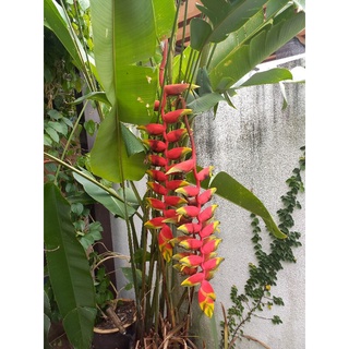 Heliconia Merah/ Sepit Ketam bunga panjang/ Lobster Claws (Rizom ...