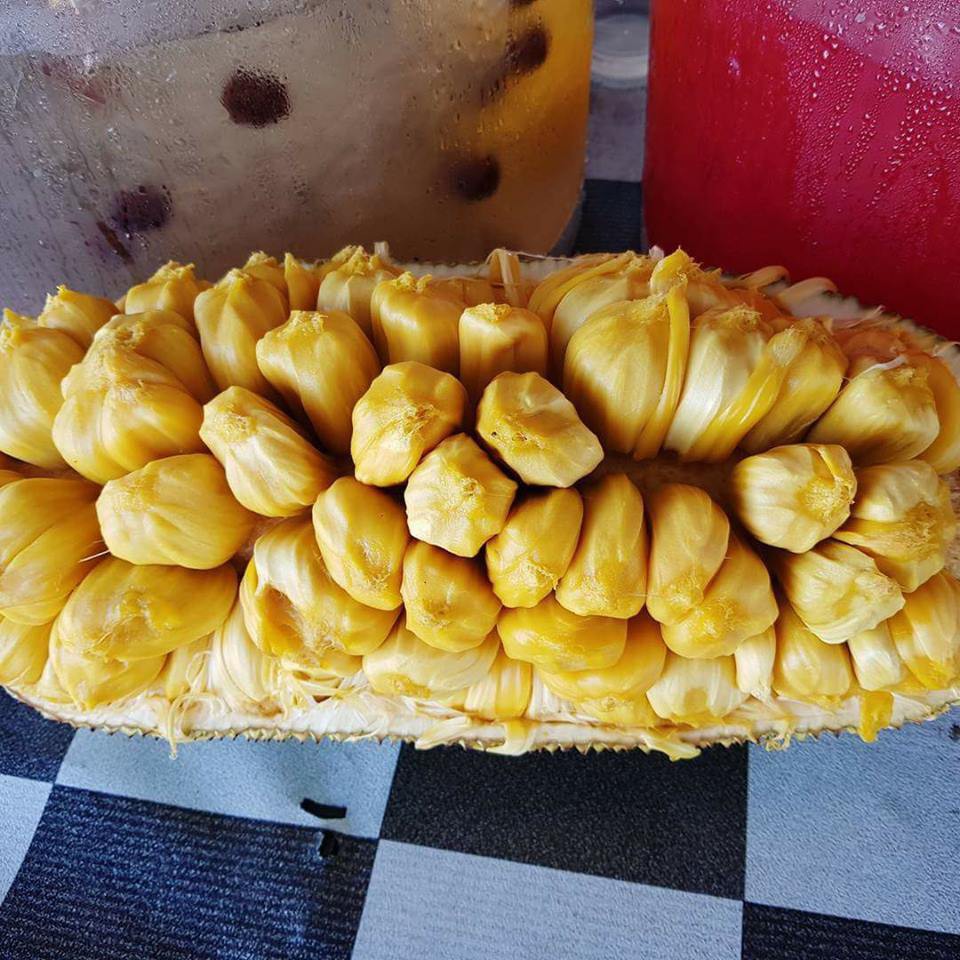 Anak Pokok Cempedak Nangka | Shopee Malaysia