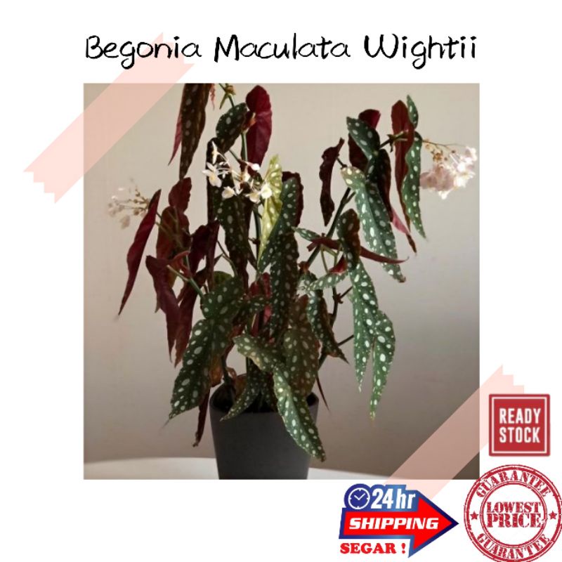 GG REAL PLANT) begonia maculata wightii^ pokok hidup dalaman bawah ...