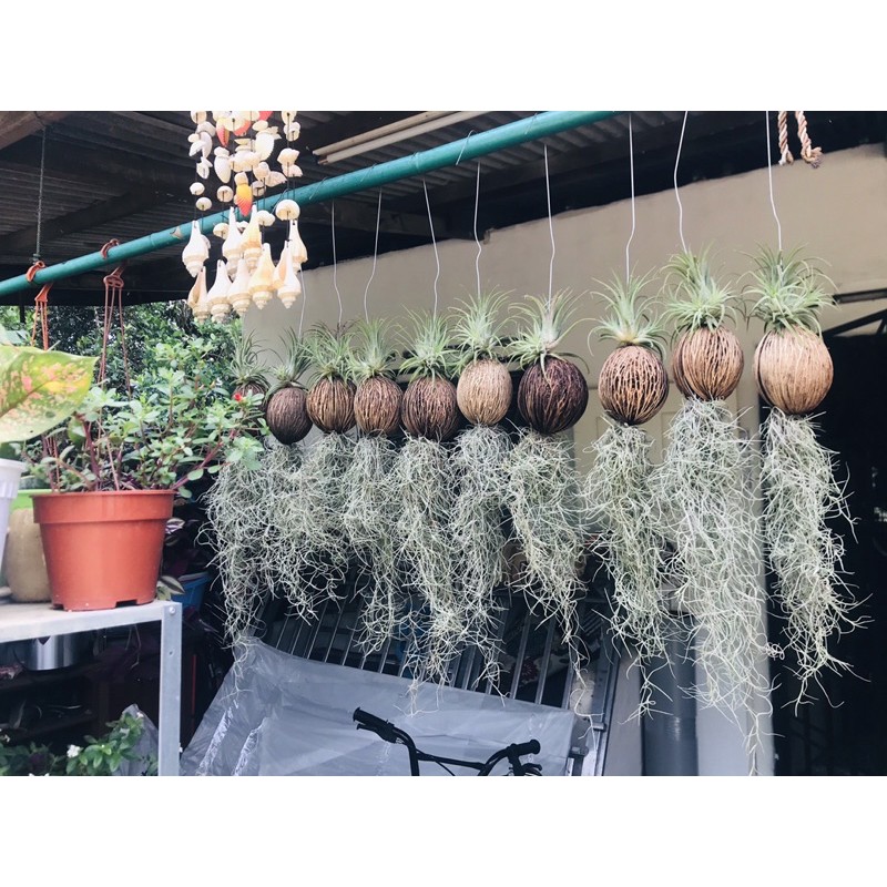 live plant,pokok janggut Adam. | Shopee Malaysia
