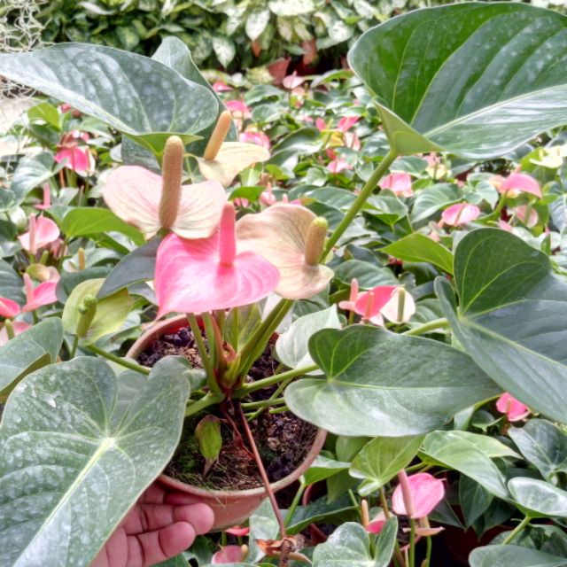 Anak Pokok Bunga Anthurium Merah Jambu Dah Berbunga Pink Anthurium Live ...