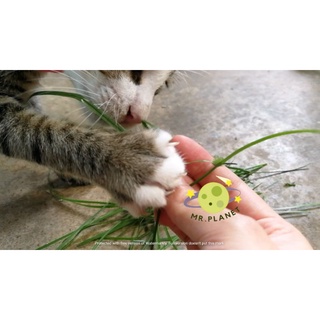 Rumput helikopter rumput pendul rumput mata lalat daun kucing nutrisi ...