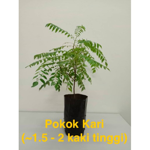 Pokok Kari Dewasa Matang Curry Leaf Tree Plant Pokok Daun Kari (SAIZ 1. ...
