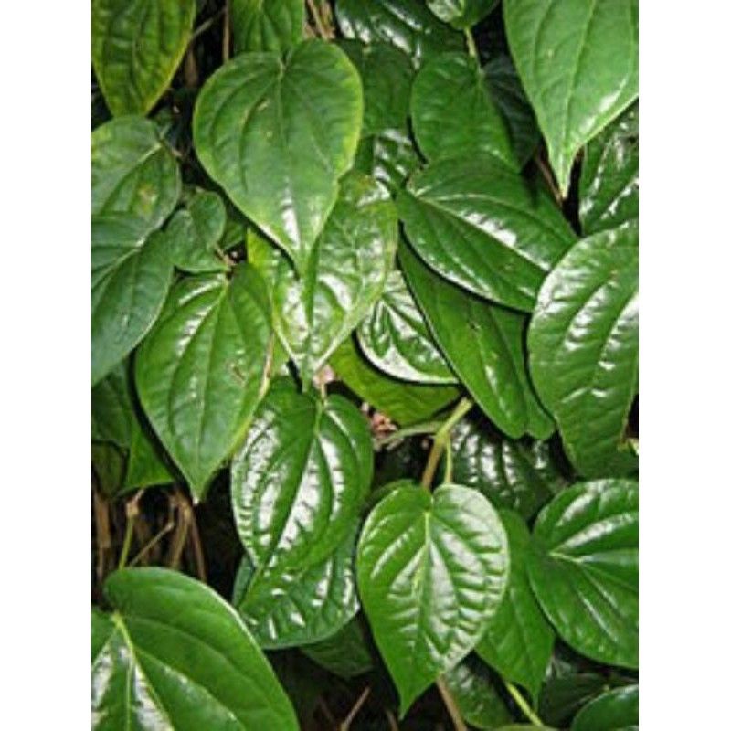 Pokok Sireh Herba Khasiat | Shopee Malaysia