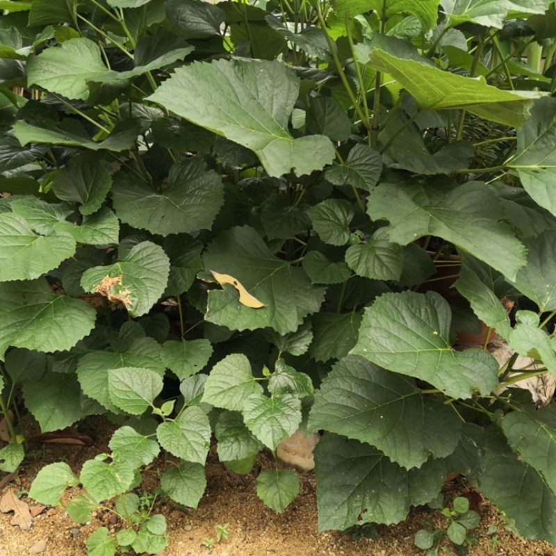 Pokok Melur Jawa /Melur Hutan (Anak) | Shopee Malaysia