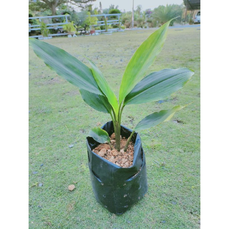 Pokok serai aceh yang segar | Shopee Malaysia