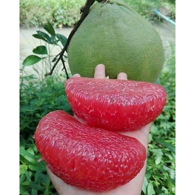 pokok limau bali merah | Shopee Malaysia