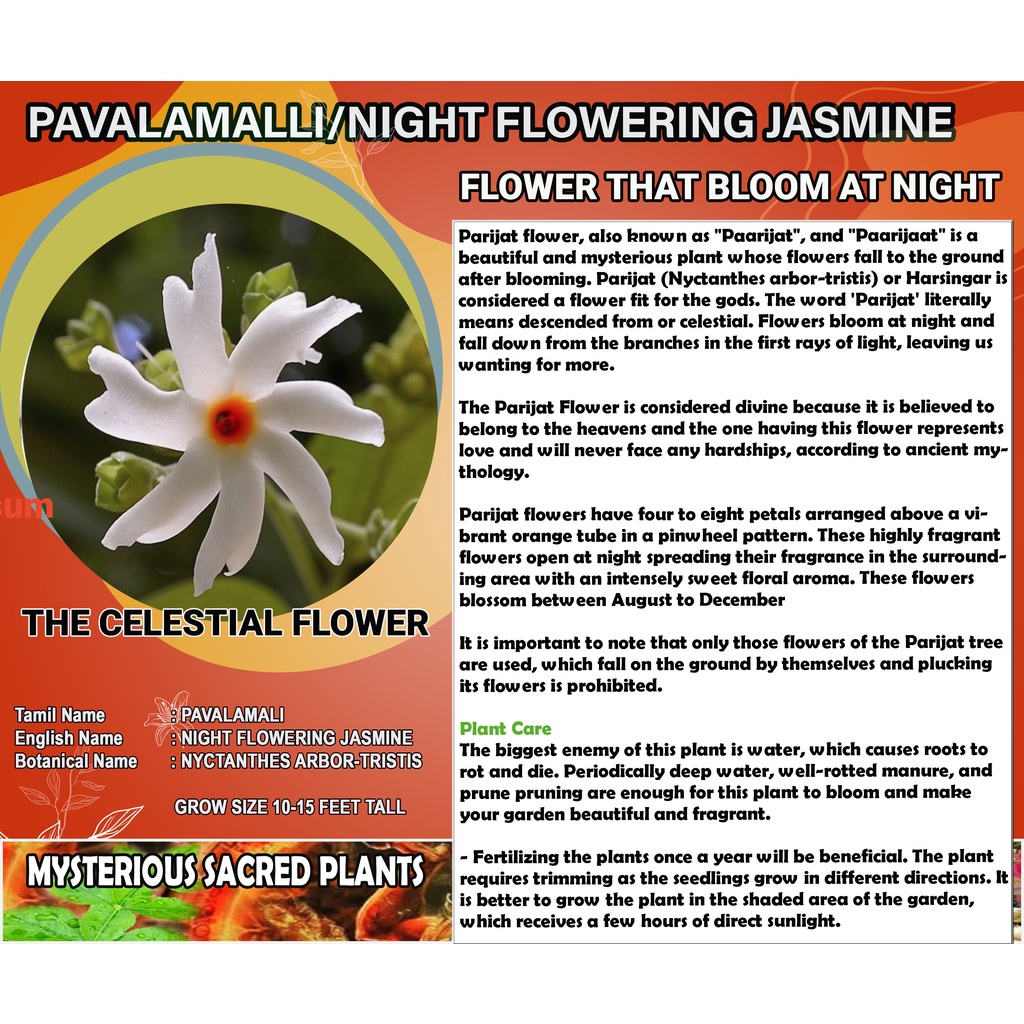 Parijatha Flower Images | Best Flower Site