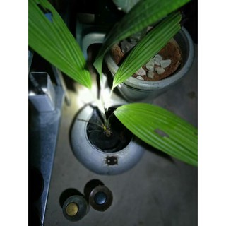 Pokok Lemba ( tumbuhan herba). | Shopee Malaysia