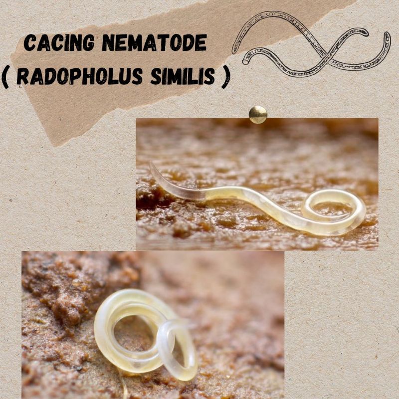 Cacing 𝐍𝐞𝐦𝐚𝐭𝐨𝐝𝐞 𝐑𝐚𝐝𝐨𝐩𝐡𝐨𝐥𝐮𝐬 𝐒𝐢𝐦𝐢𝐥𝐢𝐬 (Racun Serangga) | Shopee Malaysia
