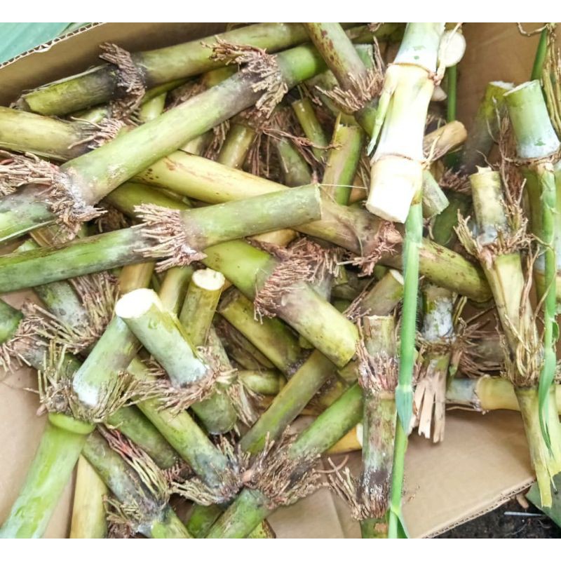 TEBU TELUR SAYUR (4KERATAN) | Shopee Malaysia